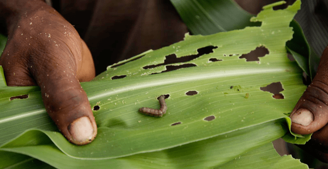 PFAG first bi-annual Board Meeting "Fall Army Worm Infestation Let’s ...
