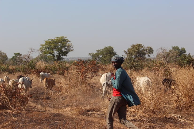 The Ghana Pastoral Policy, the Vehicle to drive Cattle Ranching Law ...